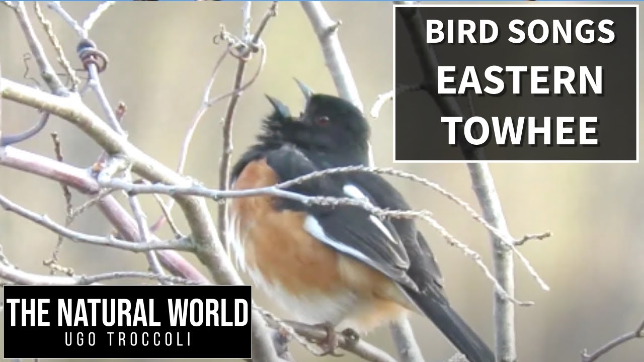 🎶Drink your tea🎶 Eastern Towhee Song - YouTube