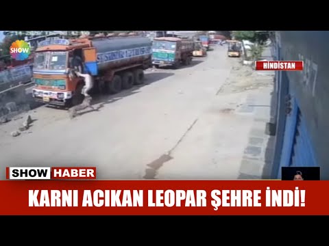 Karnı acıkan leopar şehre indi!