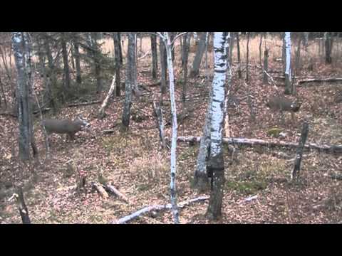 11 point buck taken with bow Self filmed - YouTube