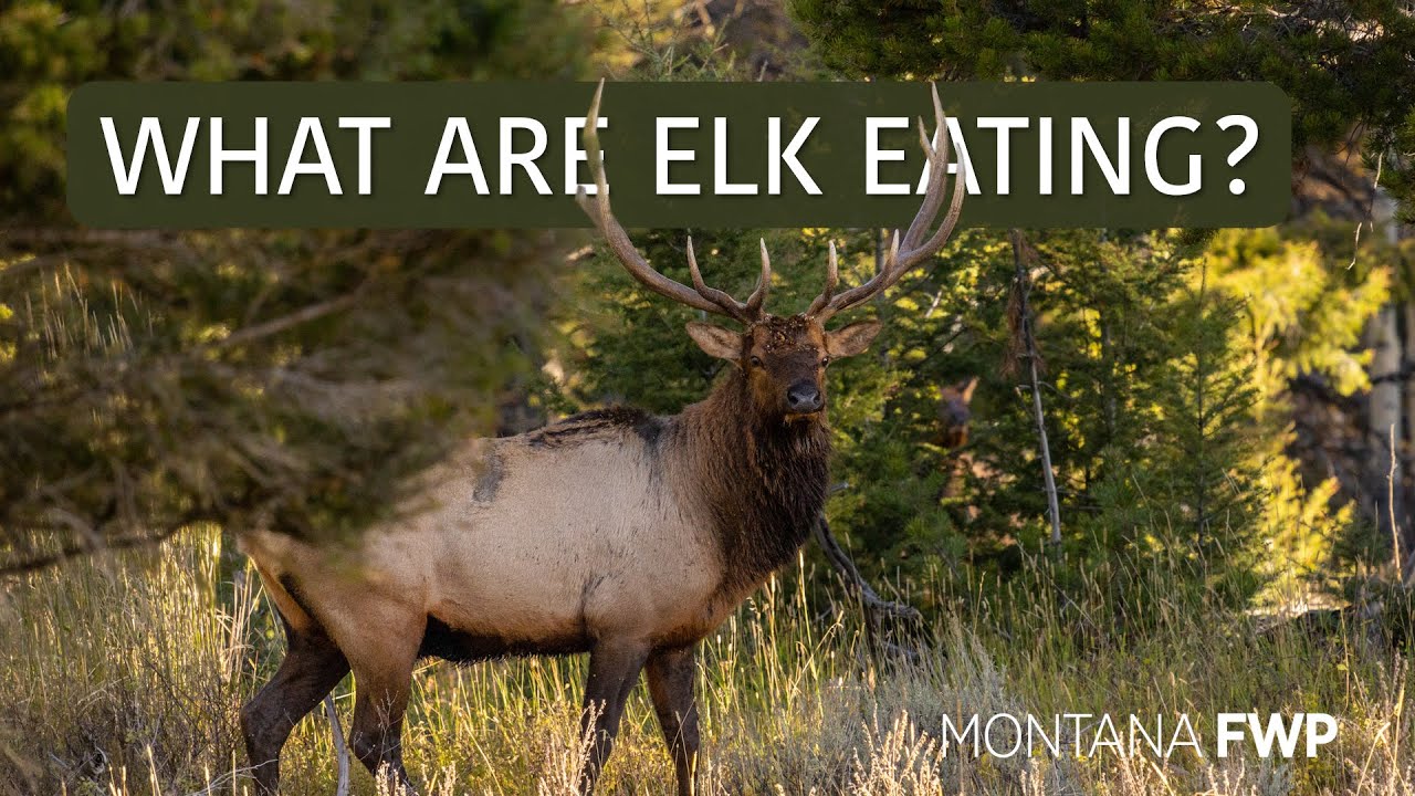 What are the elk eating? - YouTube