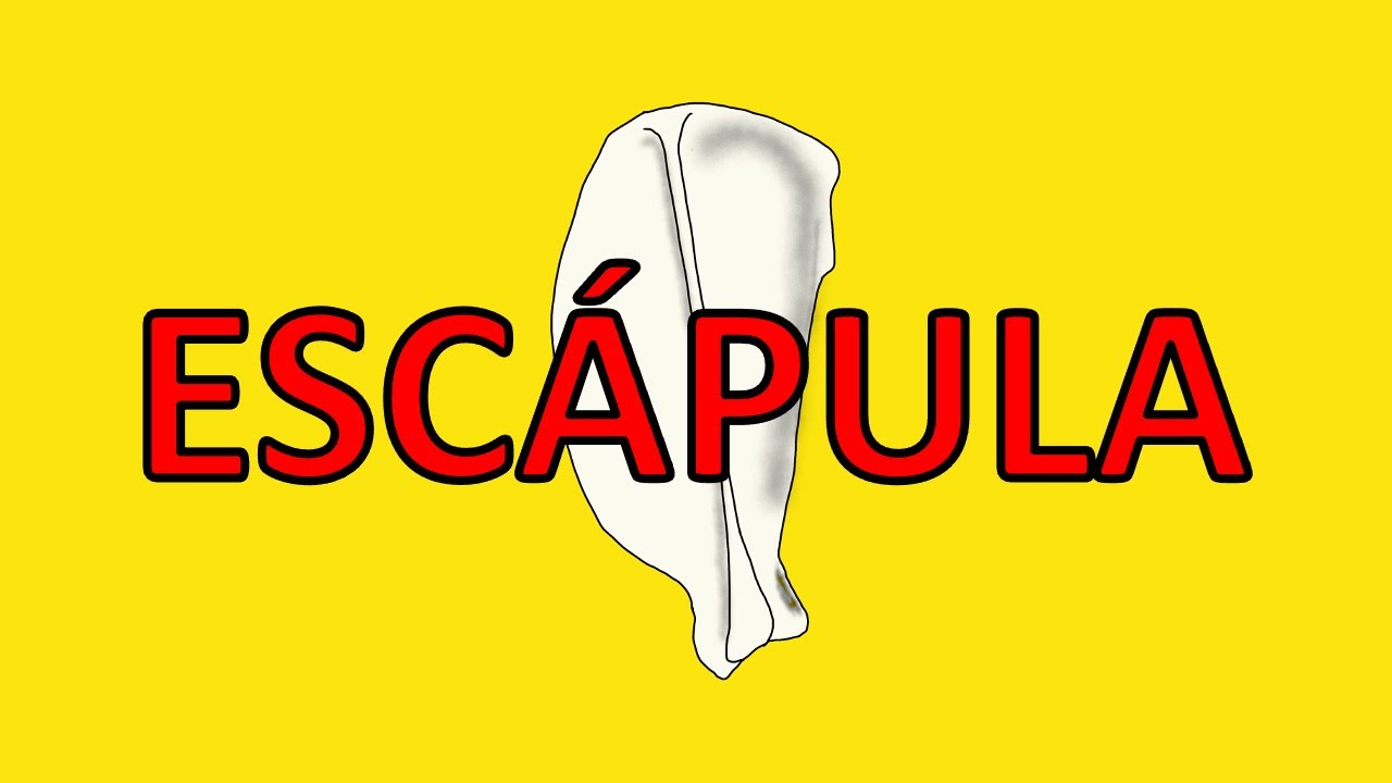 Anatomía de la ESCÁPULA del perro 🦴🐶 - YouTube