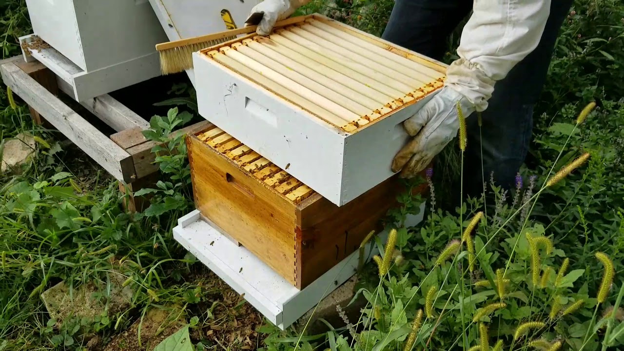 Beekeeping: Fall Preperations - YouTube