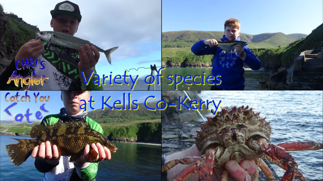 Unreal variety of fish species at Kells, Co-Kerry - YouTube
