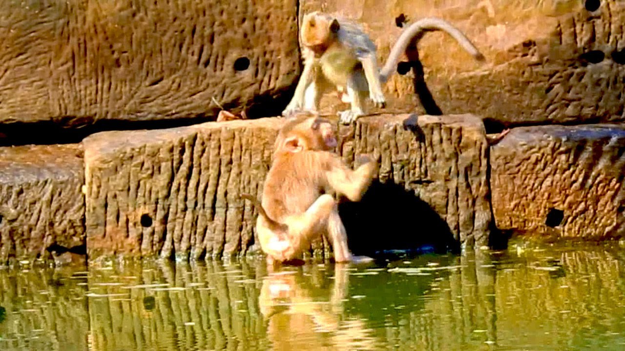 Monkeys Having Fun Bathing Together in the Poo - YouTube