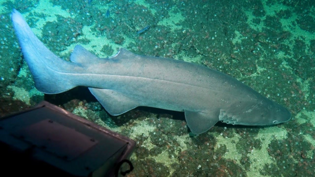 Facts: The Prickly Shark - YouTube