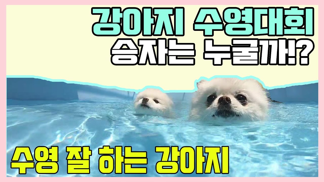 Eng)강아지 수영대회를 했어요 Joining the Dog Swimming Competition - YouTube