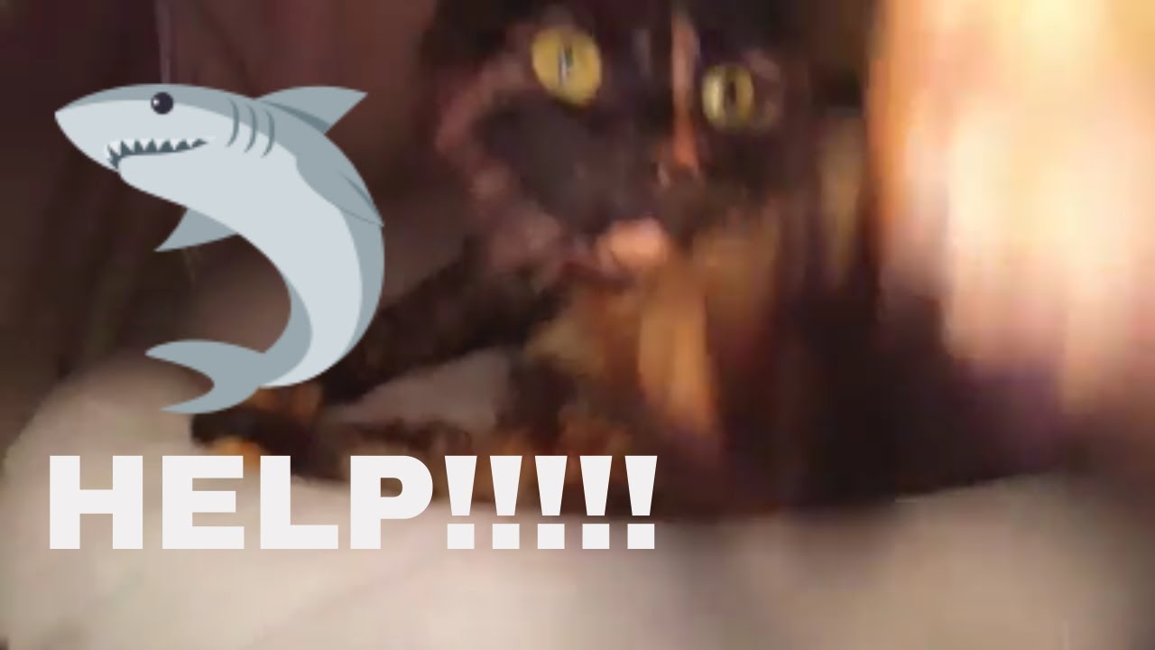 Shark Eats Cat 🙀 Bmo Cat On A Tie New Bed! - YouTube
