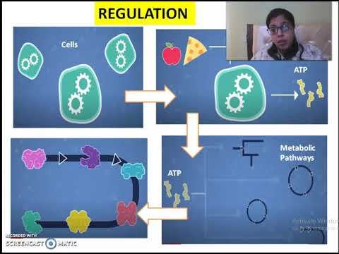 Enzyme Compartmentalization and Regulation part I - YouTube