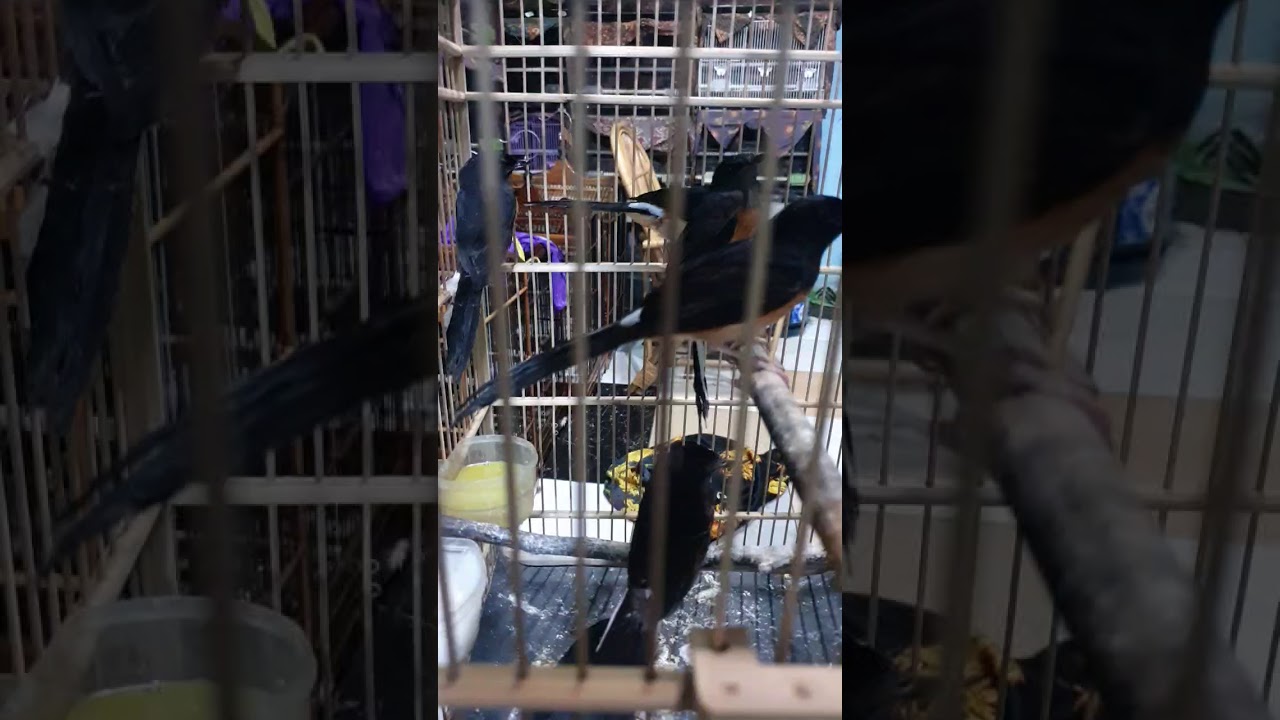 jonath mhjr jelambar minggu 7 juni 2020 ready betina siapan ( wa 0838 ...