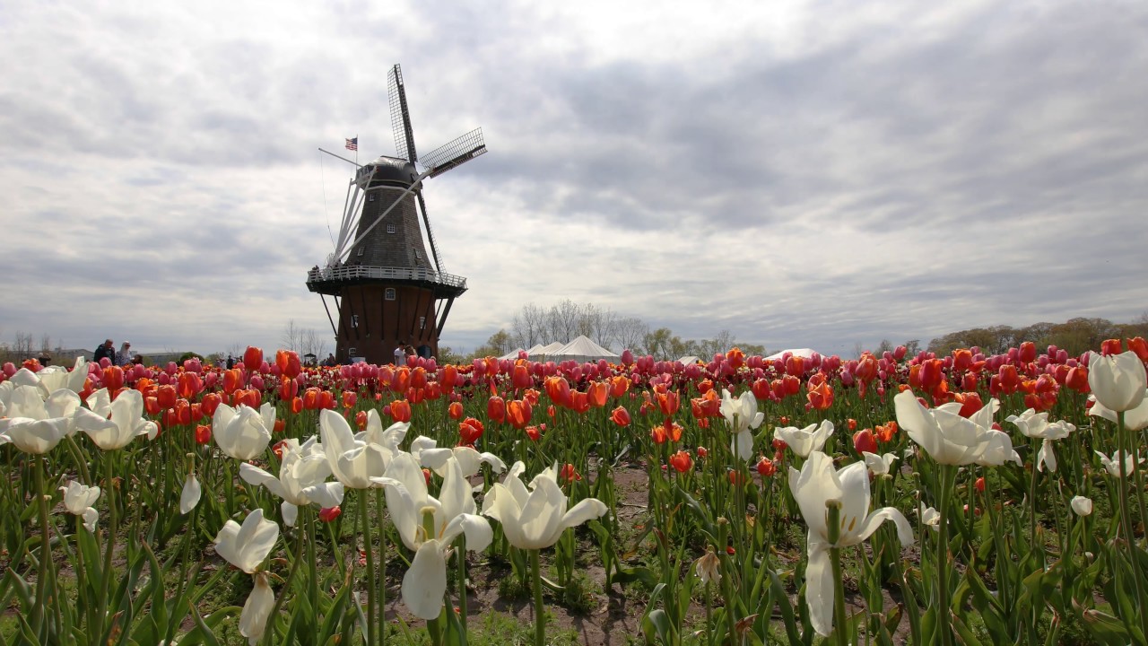 Windmill Island a buzz at Tulip Time. - YouTube