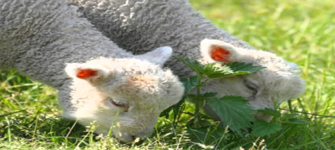 Worthy Is the Lamb Slain from the Foundation of the World - YouTube