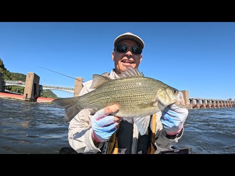 White Bass Fishing on the Mississippi Pool 8 – Below the Dam Fun + New ...