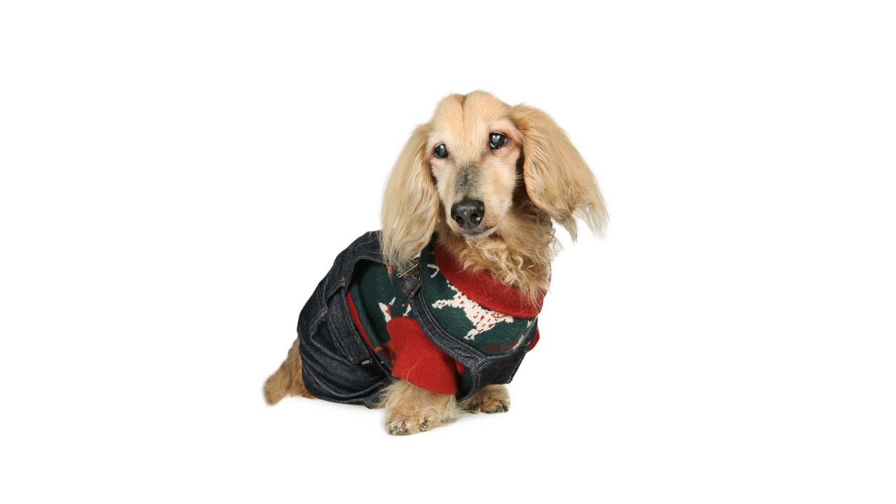 Yellow Dog Project Event Onepoint advice 犬が苦手です #2 pomeloくん - YouTube