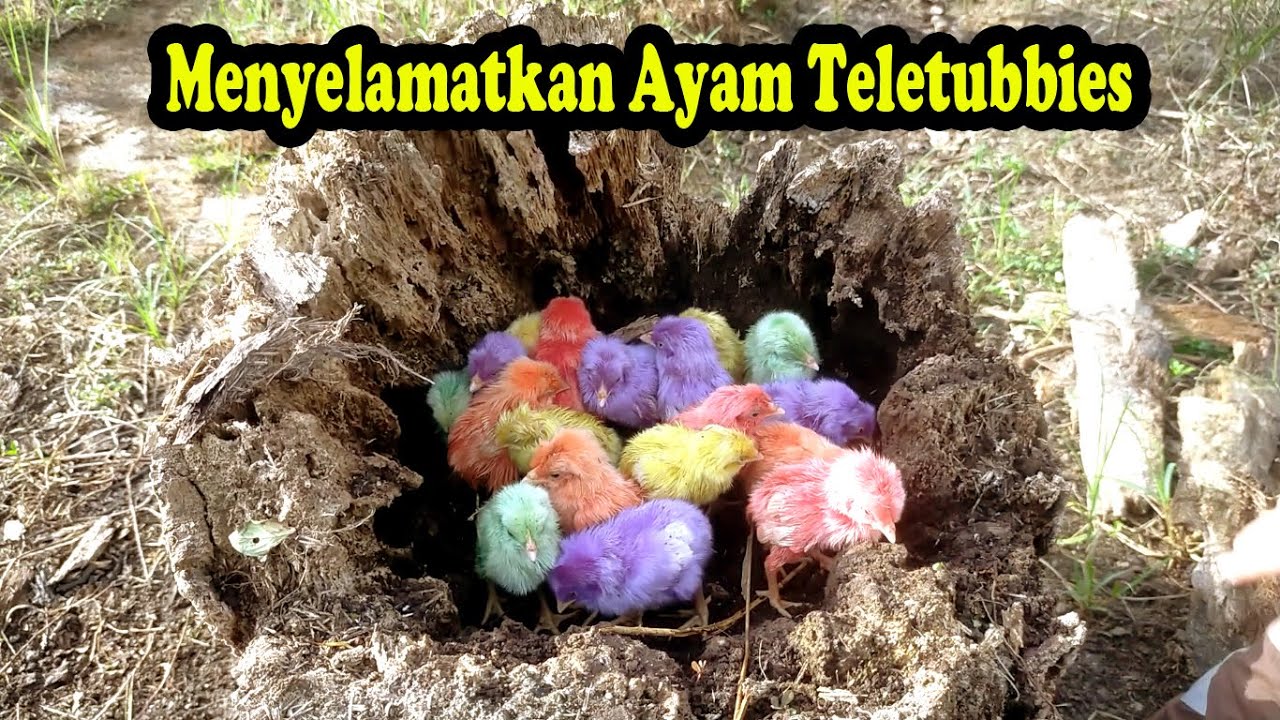 Menyelamatkan Anak Ayam Teletubbies yang Terkurung | Ayam Warna Warni ...