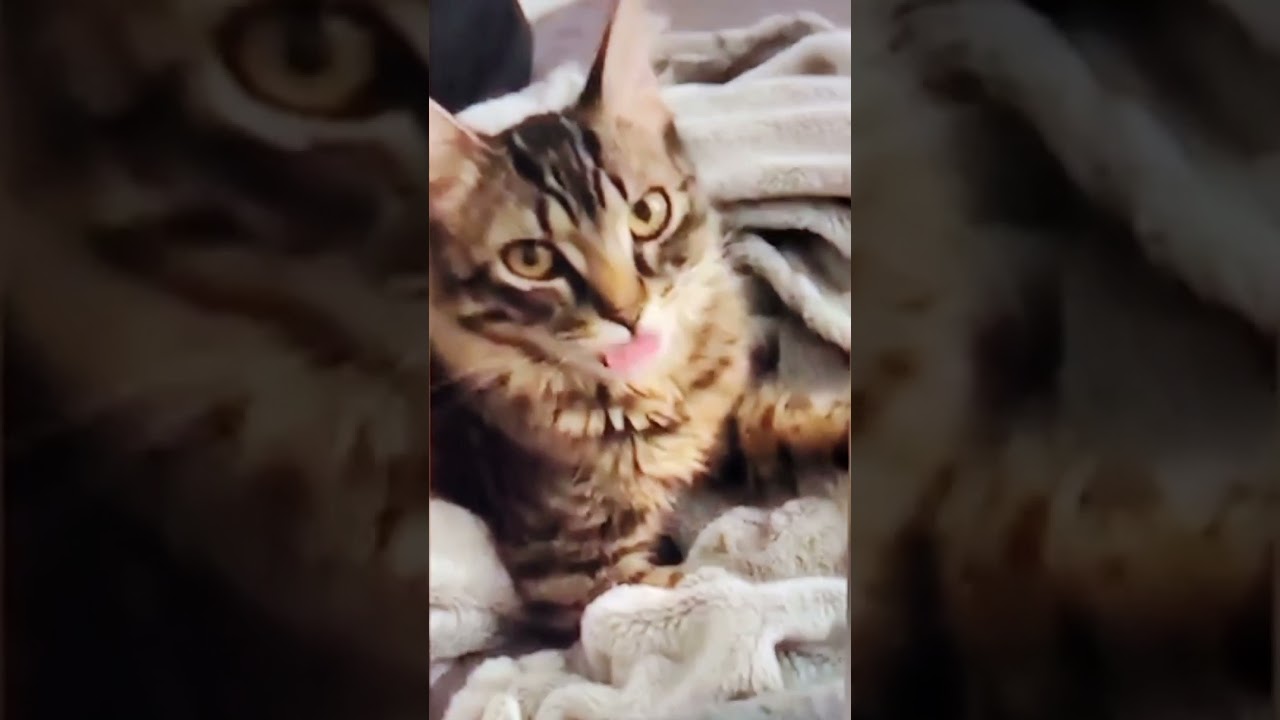 GATO SE BURLA DE TI 😁😄😾😸😹 - YouTube