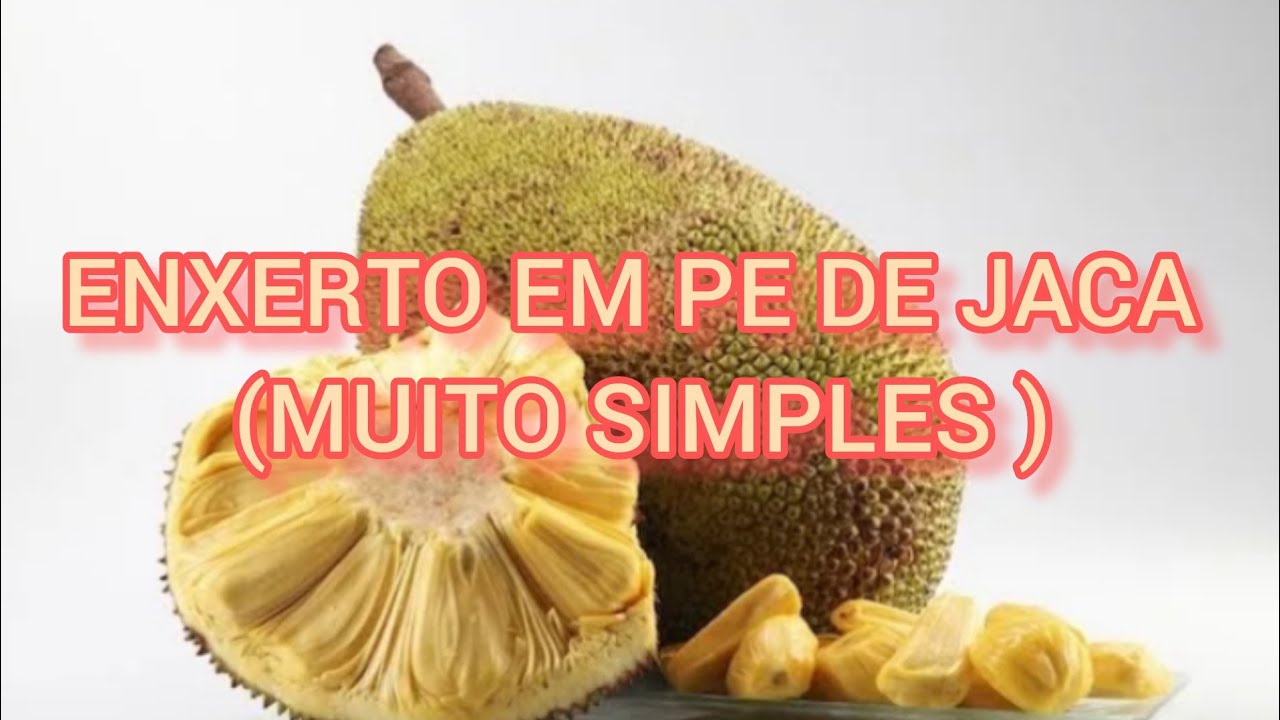 ENXERTIA EM JACA ( SIMPLES DE FAZER ) - YouTube