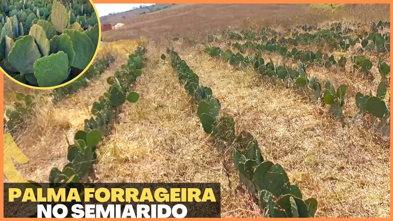 VANTAGENS DO CULTIVO DE PALMA FORRAGEIRA - BOVINOS, SUÍNOS, AVES E ...