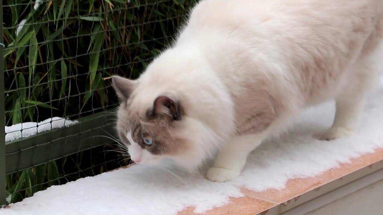 Ragdoll Merlin's first snow experience - YouTube