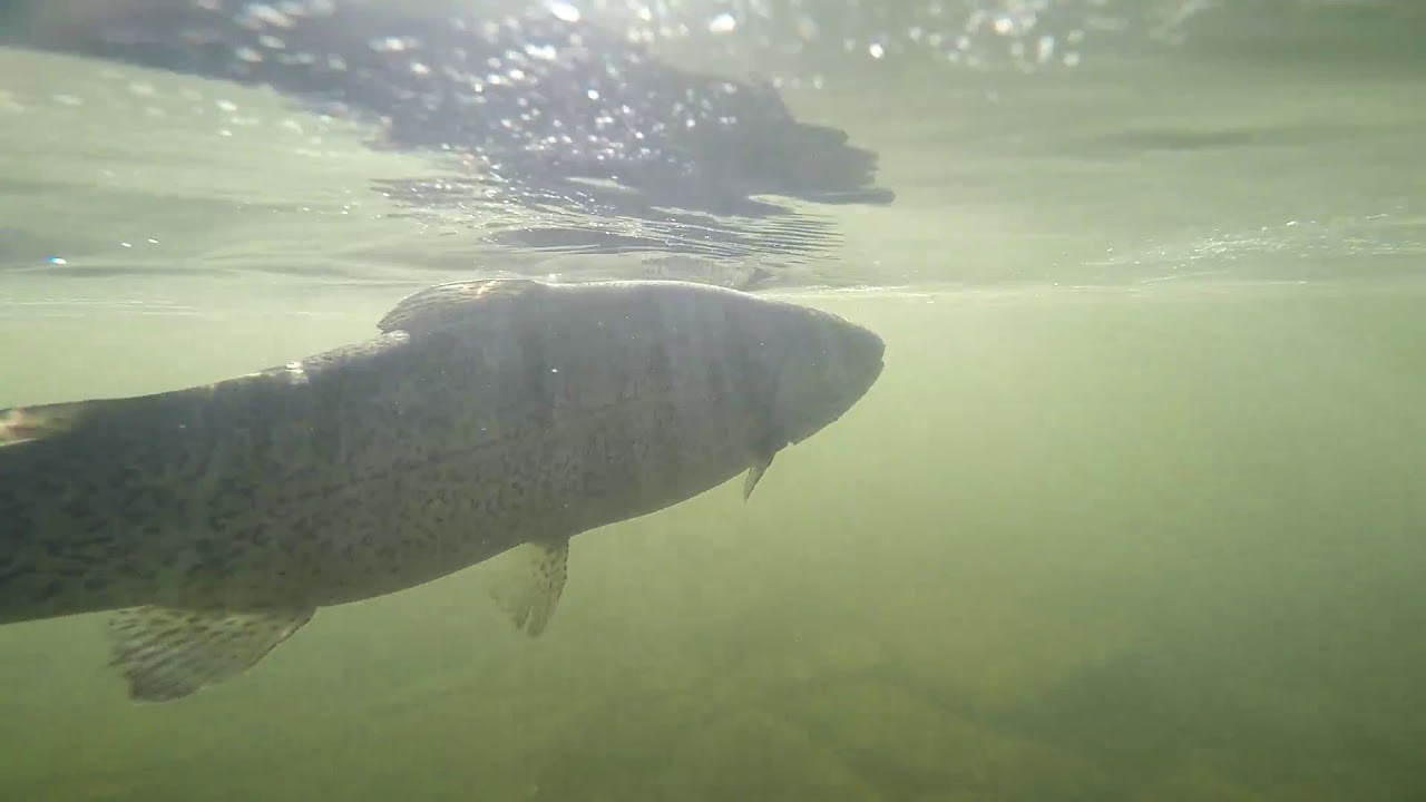 Fly Fishing Beavers Bend - YouTube