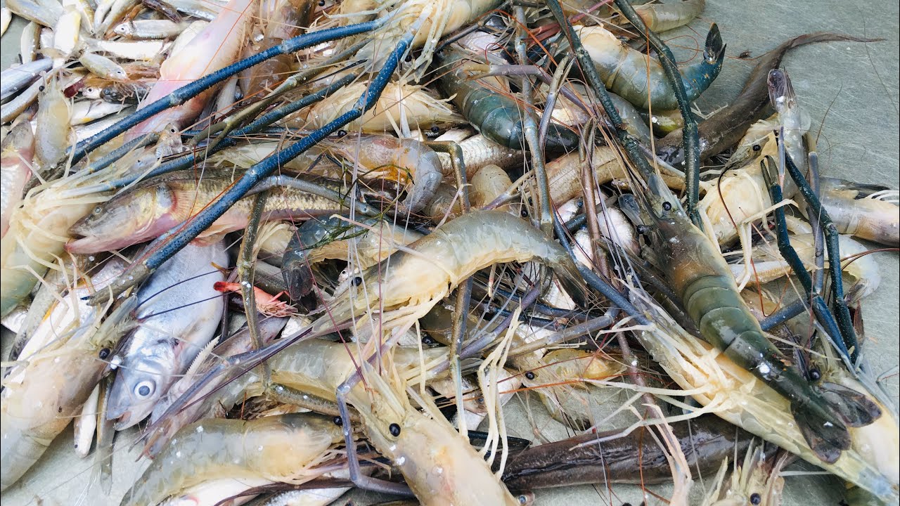 গলদা চিংড়ি কেমন দামে বিক্রি হয় দেখুন|fish bid | - YouTube