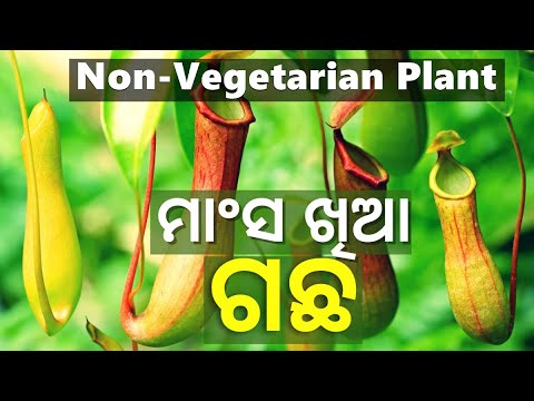 ମାଂସାହାରୀ ଗଛ - Killer Plant - Kamandalu Plant - Nonvegetarian Plant ...