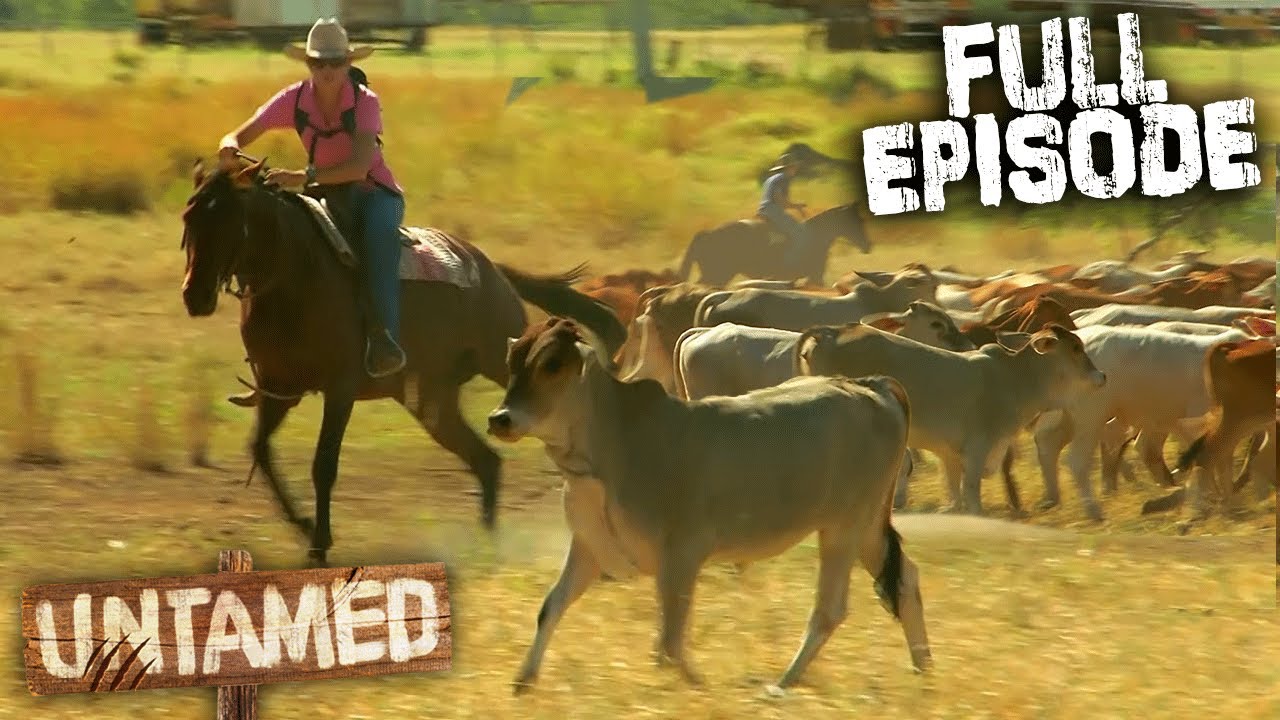 Herding 1,000 Cattle On Horseback and Helicopters! - YouTube