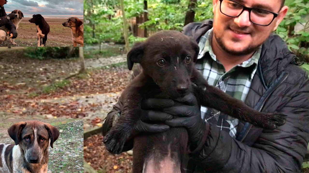 Let`s help stray dogs and puppies together! - YouTube