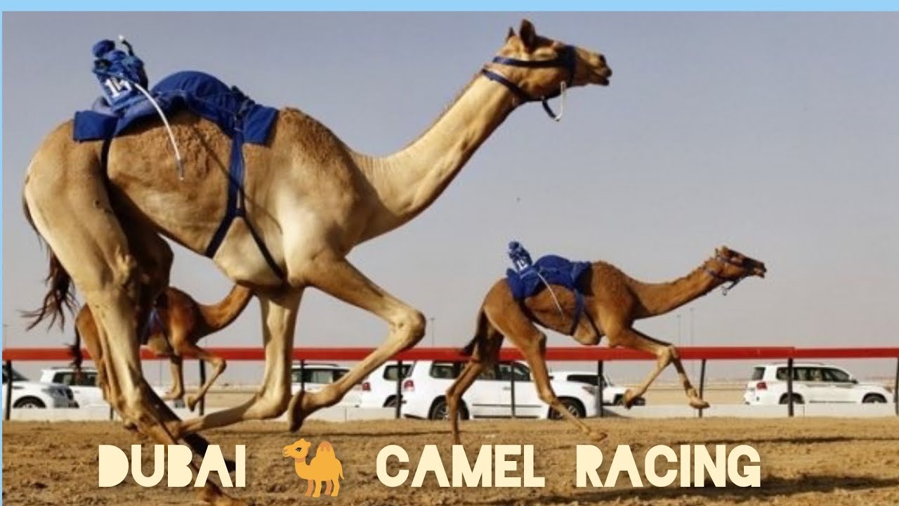 The One MILLION Dollar Camel Race! | Wild Arabia |Dubai camel Race live ...