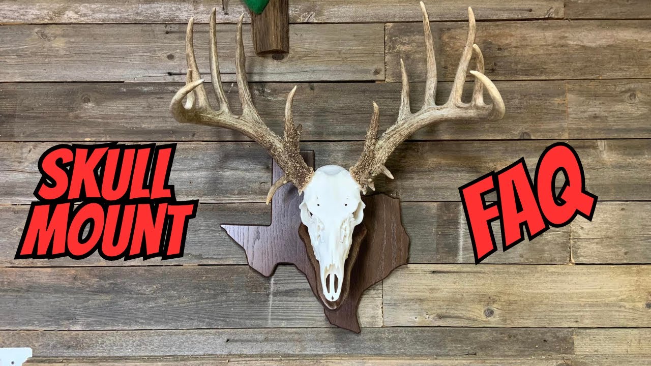 Skull Mount Frequently Asked Questions - YouTube