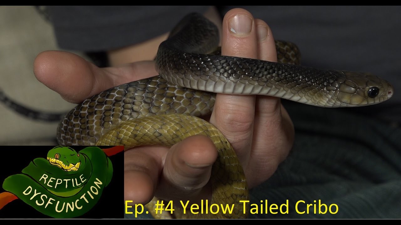 Reptile Dysfunction Ep. #4 "Yellow Tailed Cribo" - YouTube