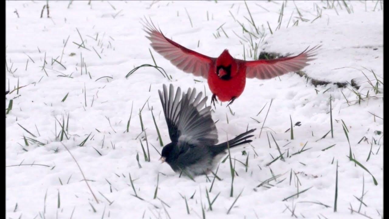 Birds of a feather flock together! - YouTube