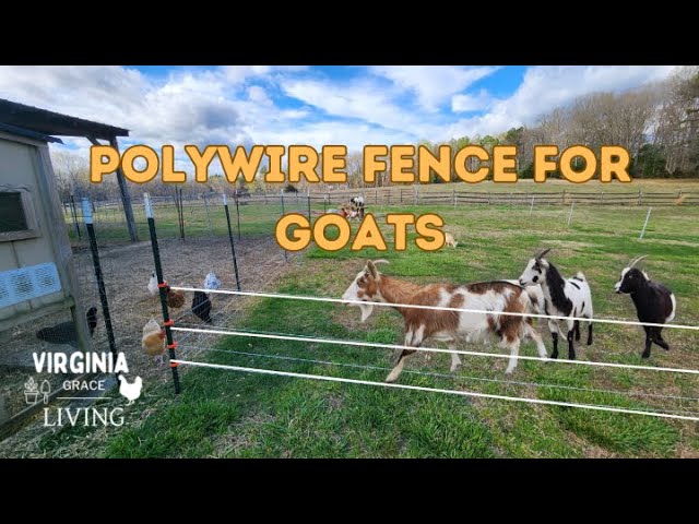 Using Electric Fence For Goats