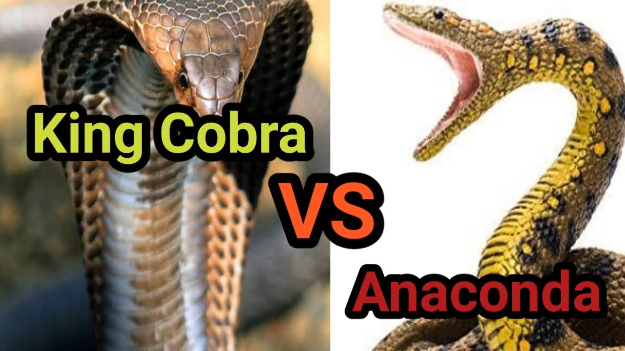 King cobra Vs Anaconda || Fun moment || Arcade mode room match || PUBG ...