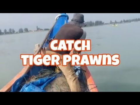 installing nets to catch tiger prawns - YouTube