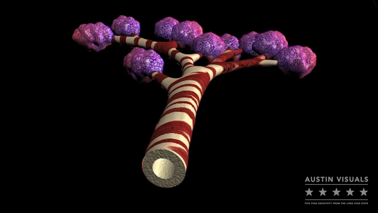Asthma Visualization. Austin Visuals - YouTube