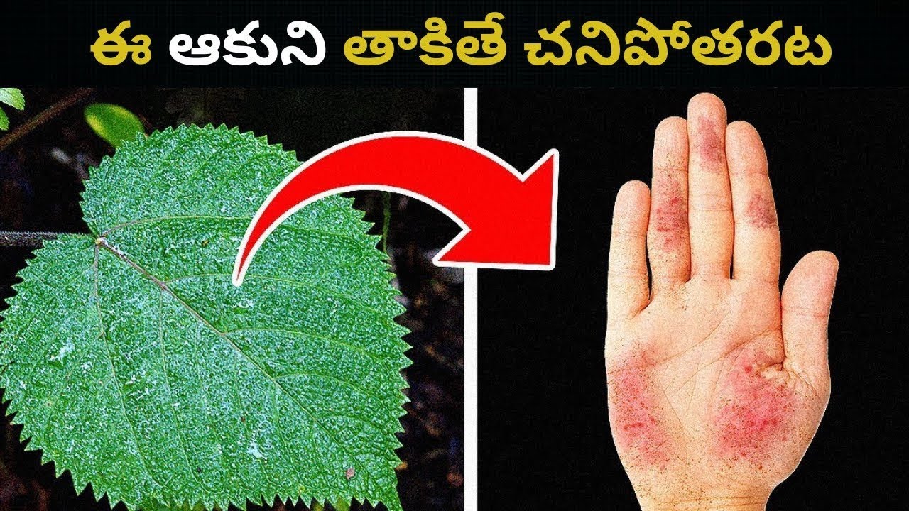 ఈ ఆకుని తాకితే చనిపోతారట most dangerous leaf in the world | telugu ...