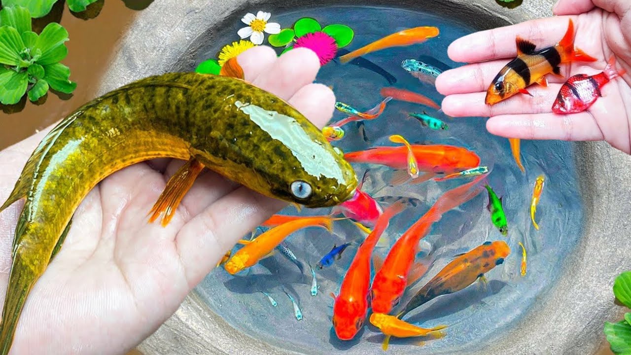 Amazing Catch Colorful Fish Ornamental Fish Betta Fish Koi Fish amazing-catch-colorful-fish-ornamental-fish-betta-fish-koi-fish