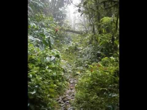 Cloud Rainforest 30 second Trailer