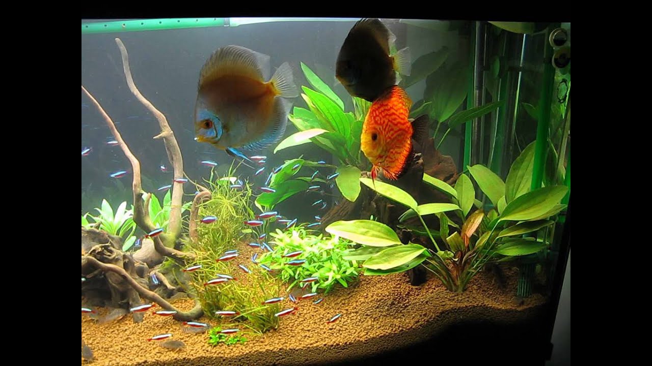 Acuario amazónico de 450 litros recién remodelado - YouTube