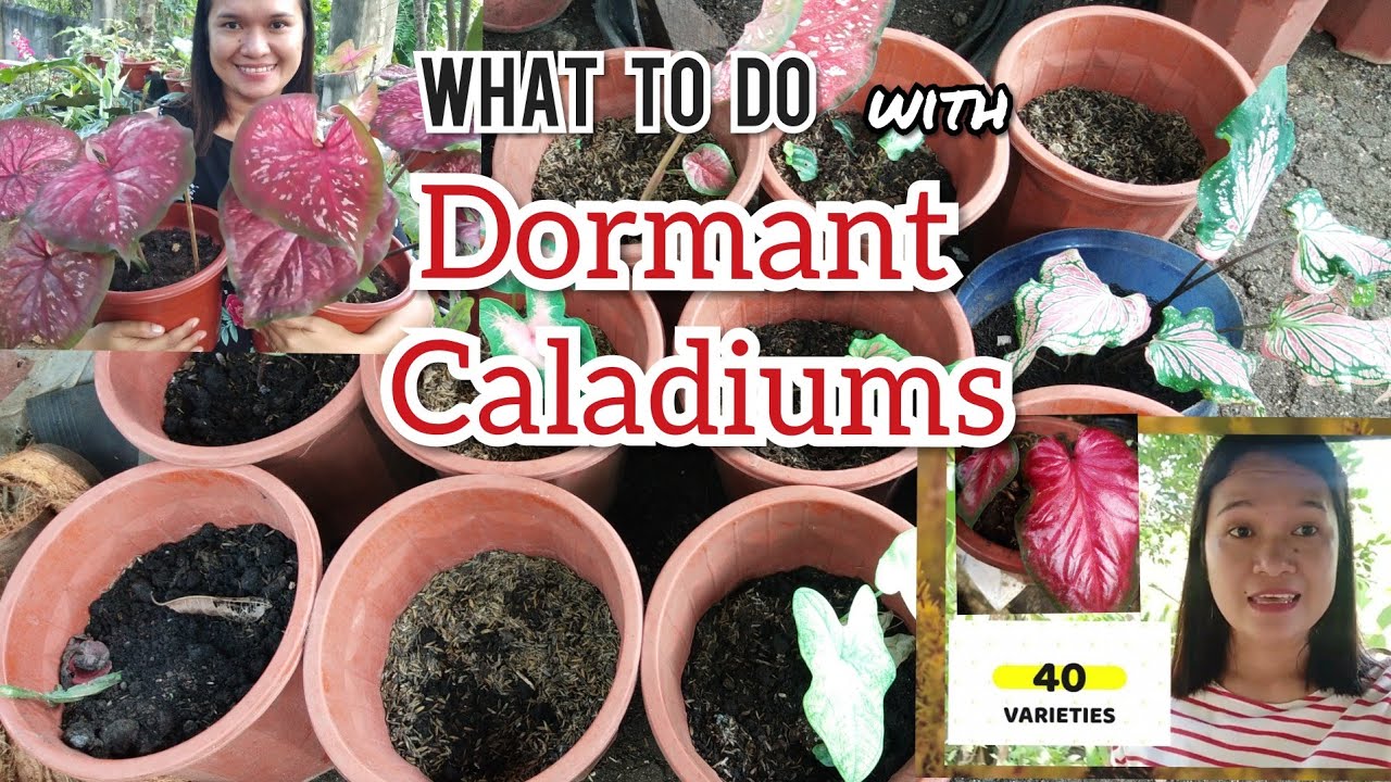 DORMANT CALADIUMS: WHAT TO DO? HERE IS HOW - YouTube