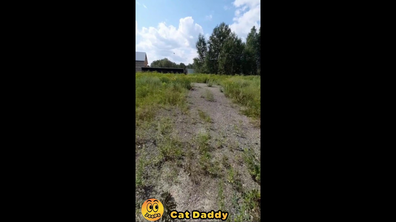 5 Minute CAT's PLAY Session to Reduce Stress - YouTube