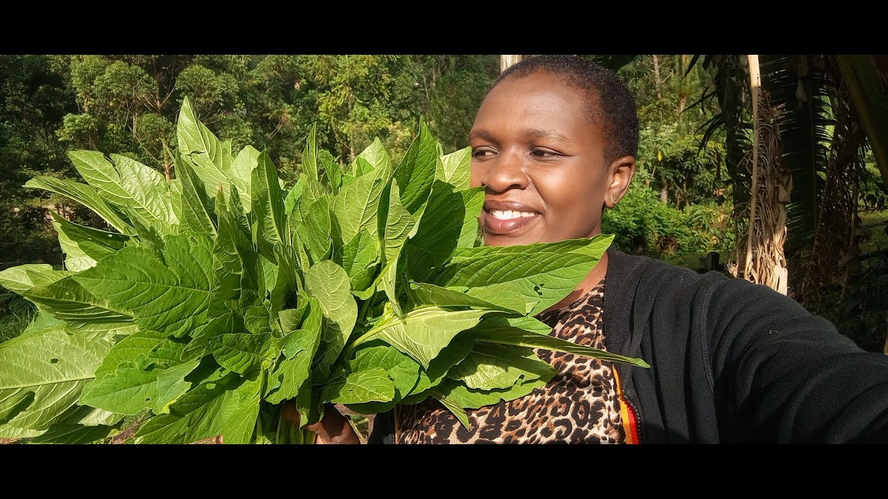 #how to cook traditional food//African village life#cooking#village ...