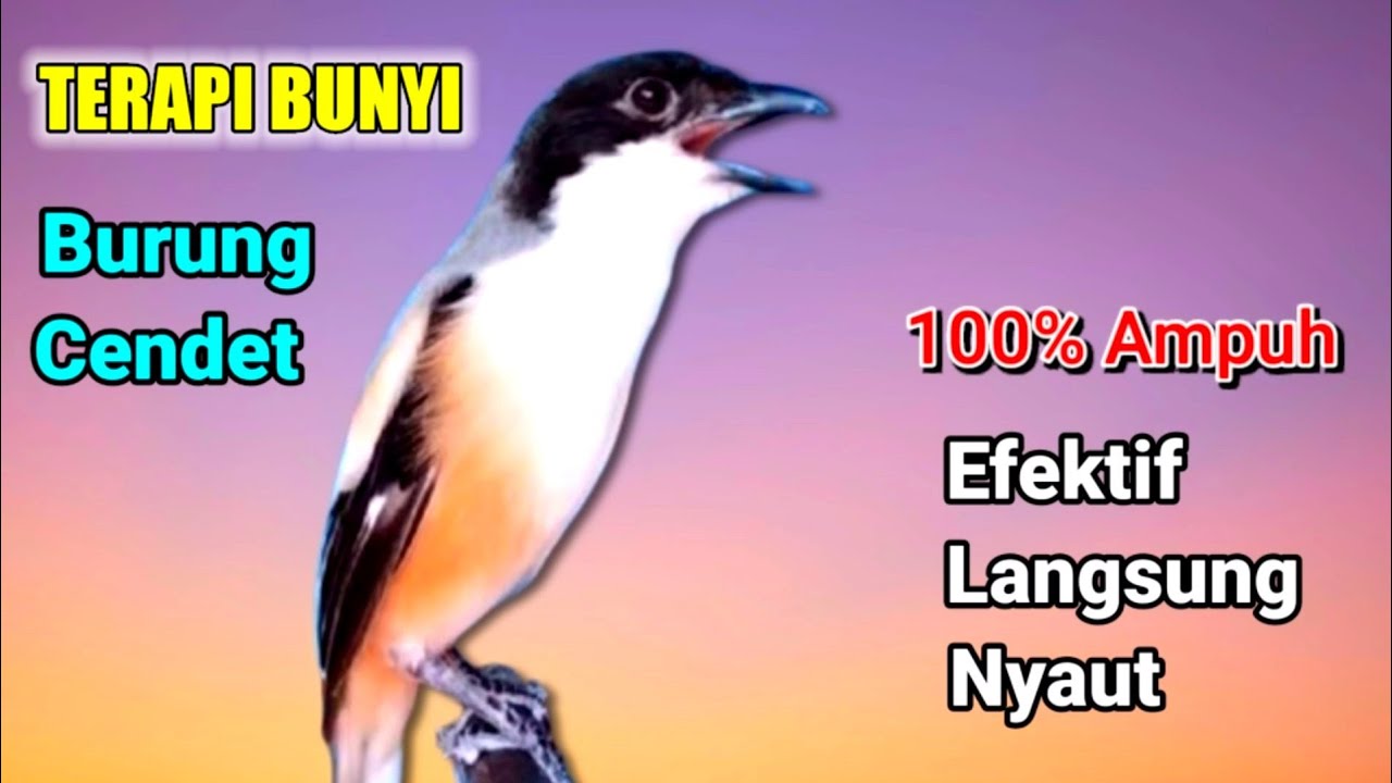 Cendet Gacor ampuh untuk pancingan cendet bahan - YouTube