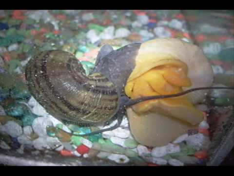 Mystery Snail Mating Fail - YouTube