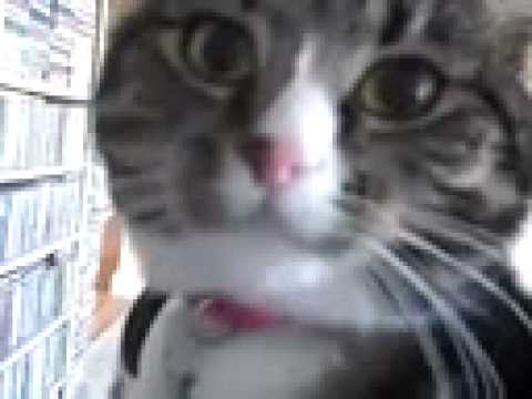 cat.mp4 - YouTube