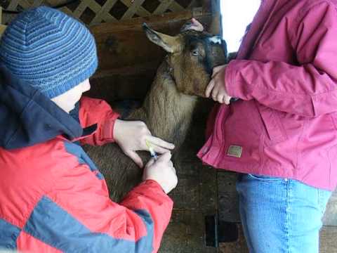 Goat Venipuncture (Blood Drawing) - YouTube