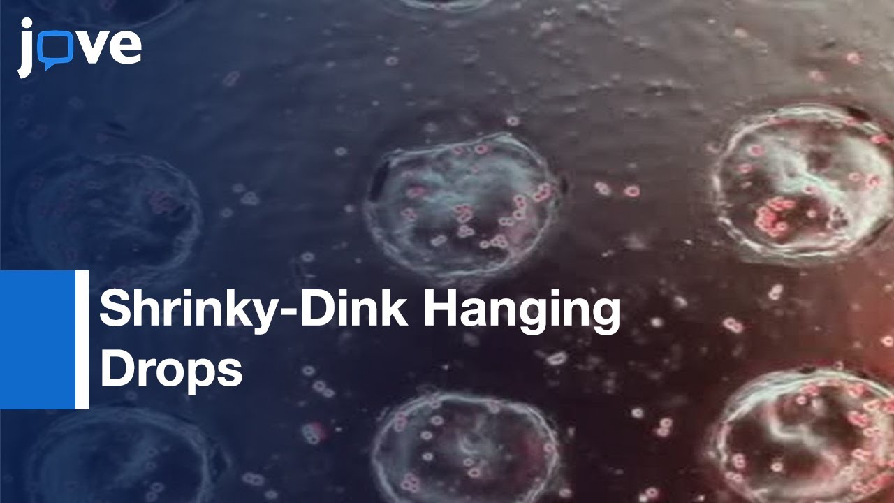 Shrinky-Dink Hanging Drops: Simple Way To Form & Culture Embryoid ...