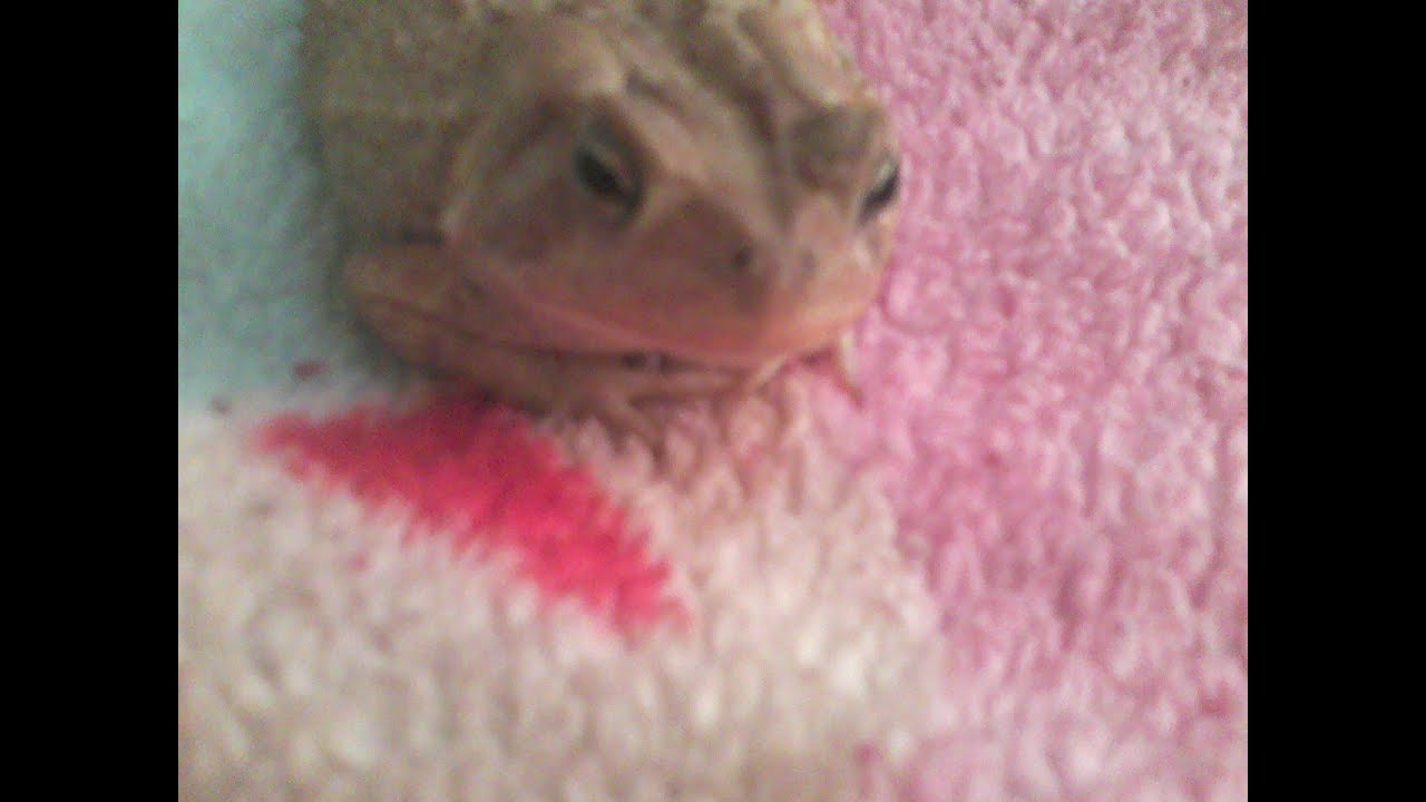 How to Care for Pet Toads! - YouTube