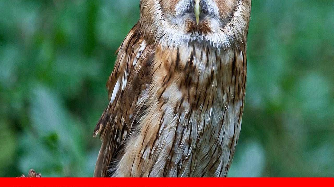 How To Help Owls Everyday 🛋️ - YouTube