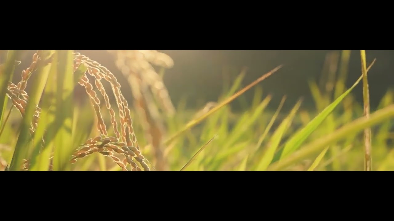 Brown Rice Field - YouTube